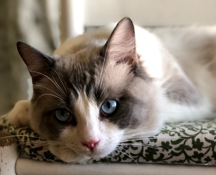 Available Ragdolls Kittens California - Rockin My World Ragdolls